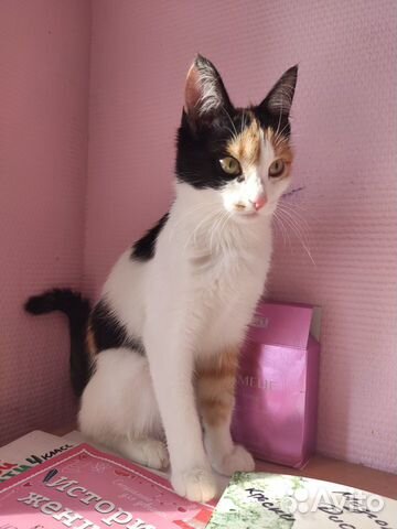 Милая кошечка-трехшерстка