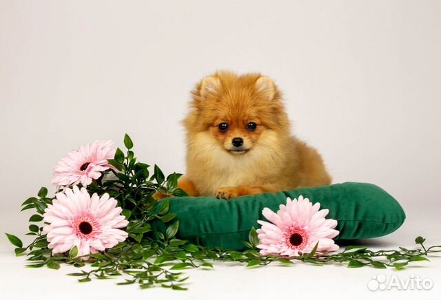 Шпицедетки