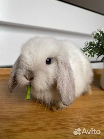 Кролик mini lop сиам 3 месяца
