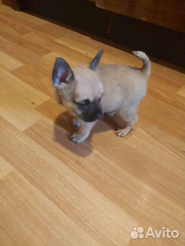 Супер щенки