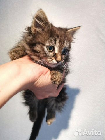Котенок сибирский