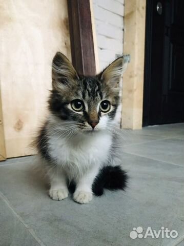 Отдам котенка