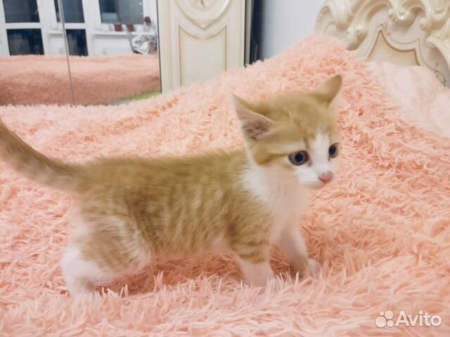 Котенок 2 месяца а добрые руки