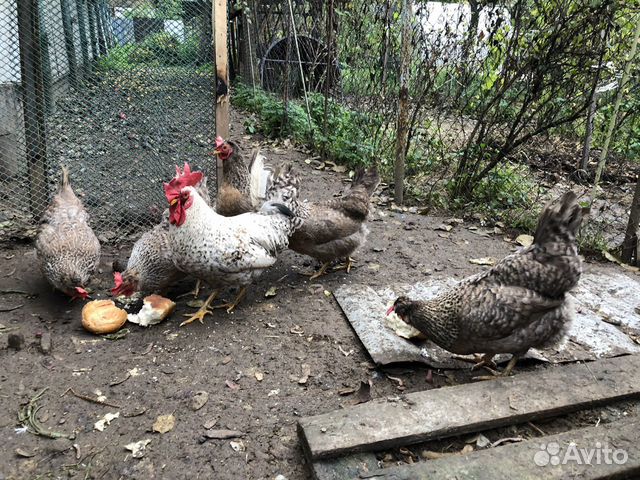 Куры легбар. 9 куриц + петух