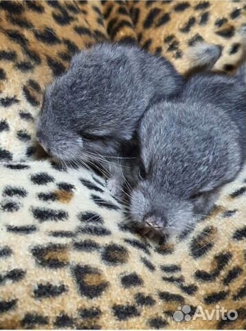 Милые шиншиллы