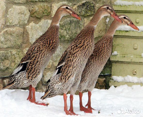 Индийские бегунки. 6 месяцев