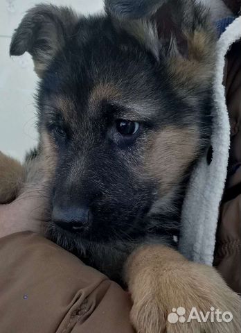 Немецкая Овчарка