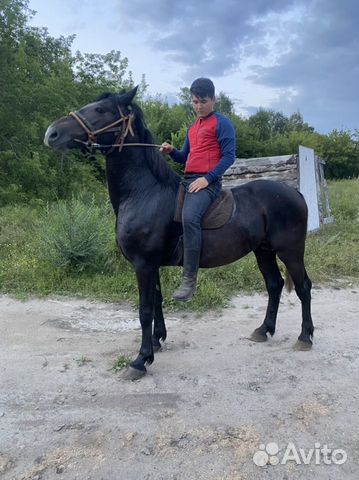 Орловский рысак