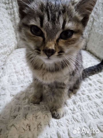 Кошка маленькая,отдадим прибилась дому,чистая спок