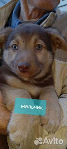 Щенок мальчишечка