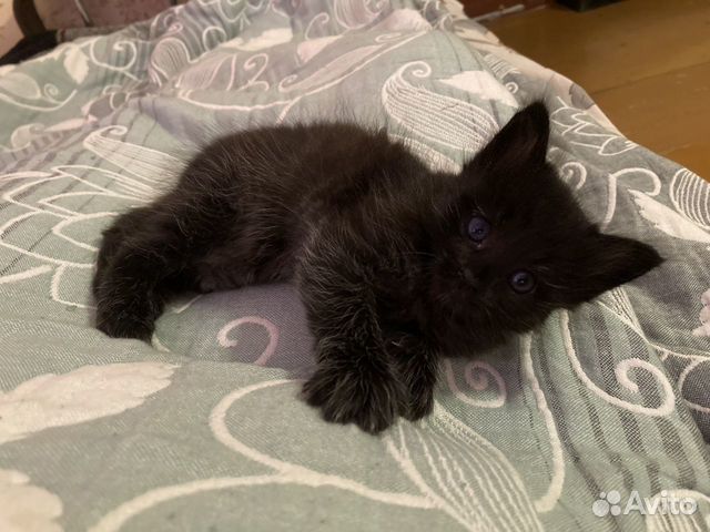 Тайские котята