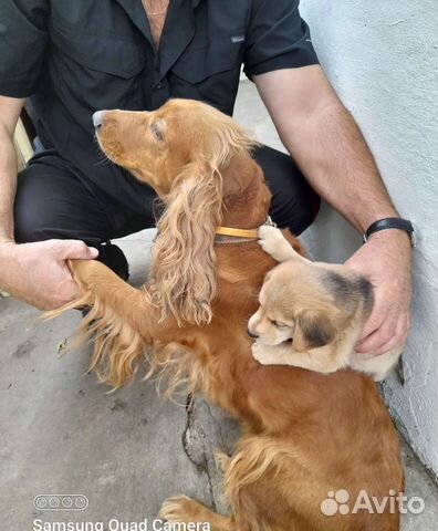 Щенки мама кокер спаниель