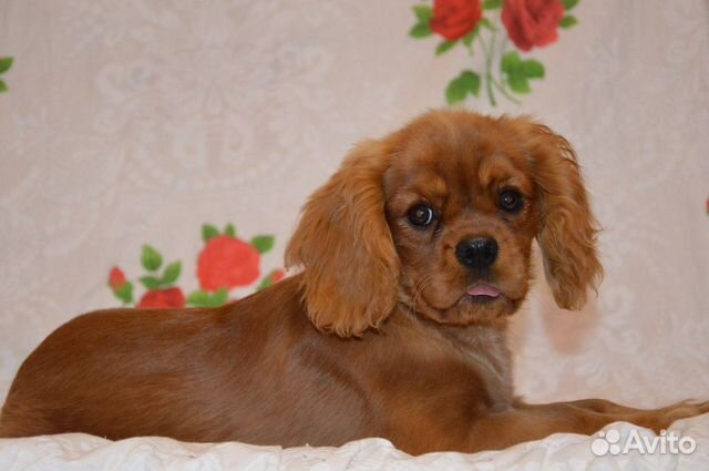 Рубиновые мальчики кавалеры