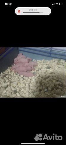 Крысята дамбо