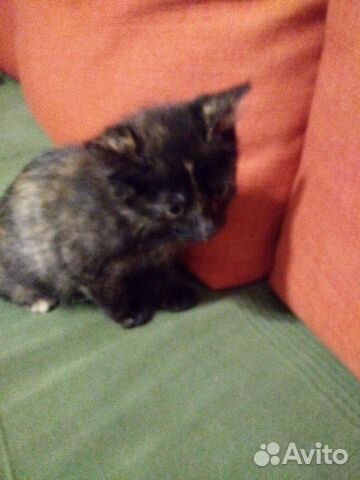 Котенок 2 месяца