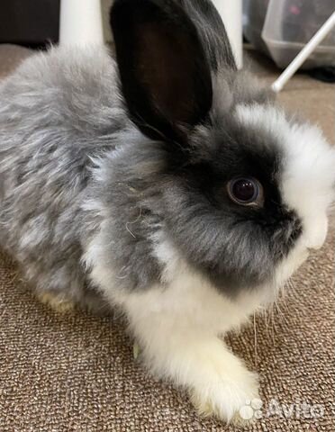 Карликовый кролик (супер карлик)