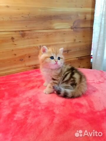 Золотой британец