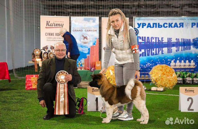 Девочка ам акиты