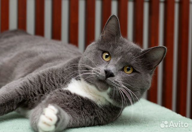 Котик Бонифаций в добрые руки в дар