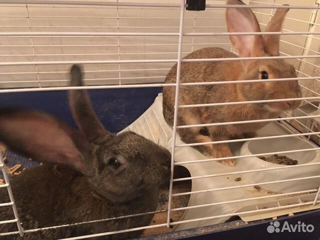Кролики 3-х месячные, самец и самка (цена за пару)