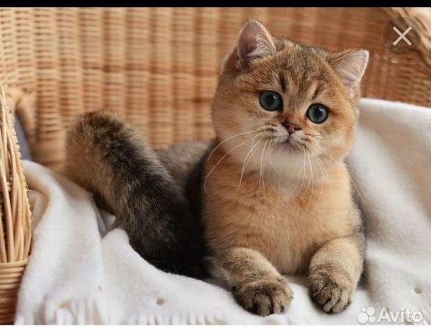 Приму в дар золотую шиншилу