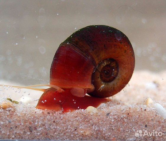 Улитки аквариумные
