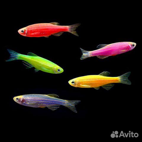 Рыбки данио