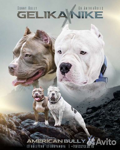 Американский Булли XL