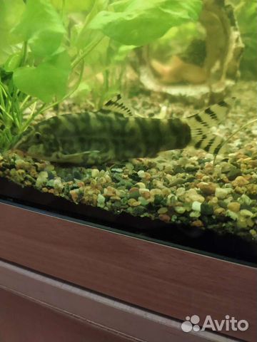 Аквариумные рыбки, боция и сиамские водорослееды