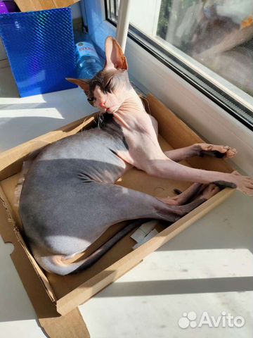 Донской сфинкс бесплатно