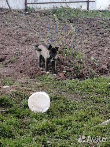 Щенки 3 девочки 2,5 месяца