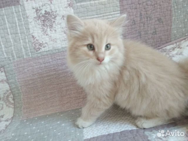 Пушистая крошечка Маля