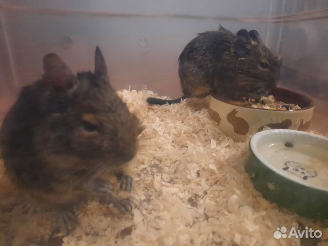 Отдаю дегу бесплатно