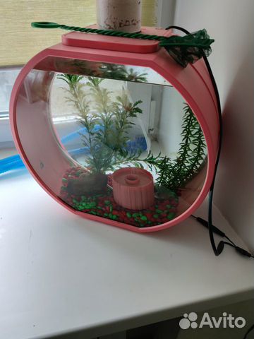 Аквариумные рыбки