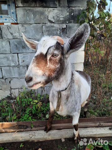 Коза дойная