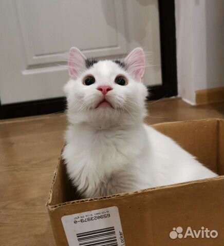 Шелдон котенок турецкий ван