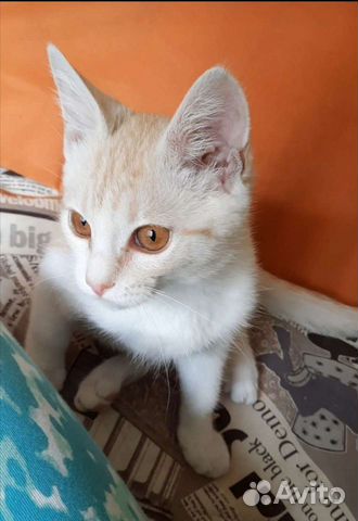 Котенок Пломбир 4 месяца