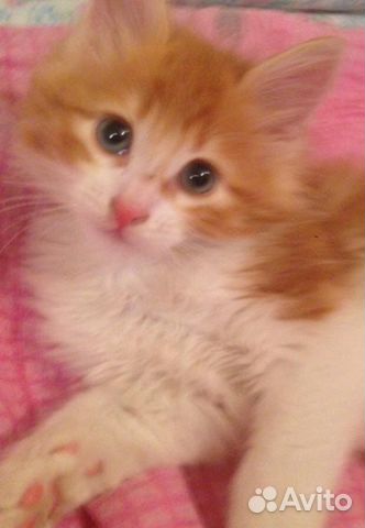 Сибирские рыжики