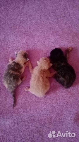 Котята в добрые руки бесплатно