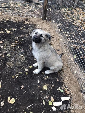 Собака щенок мальчик в добрые руки