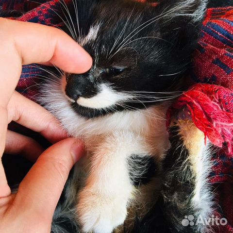 Пятому малышу-смертнику из СНТ очень нужен дом