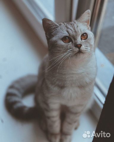 Вязка шотланская прямоухая кошка