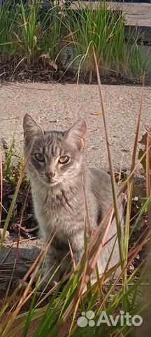 Коты подростки бесплатно