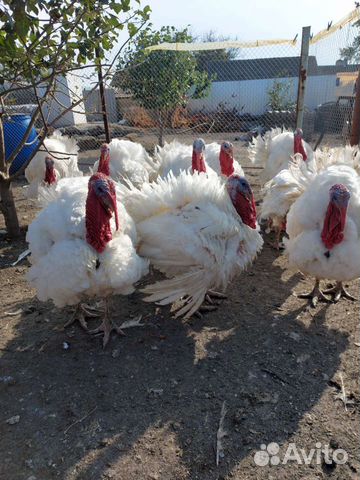 Индейка индюки индюшка