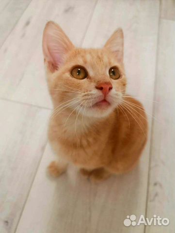 Котёнок Каспер в добрые руки