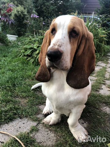 Бассет хаунд