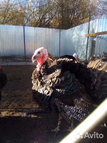 Индюки бронза,петухи