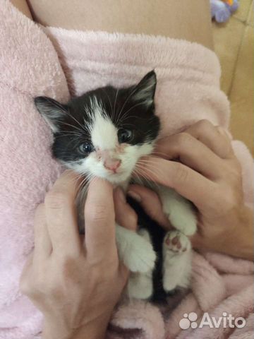 Котята ждут любящее сердце