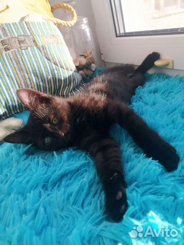 Кот чёрный котëнок