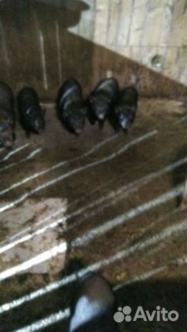 Вьетнамские вислобрюхие поросята